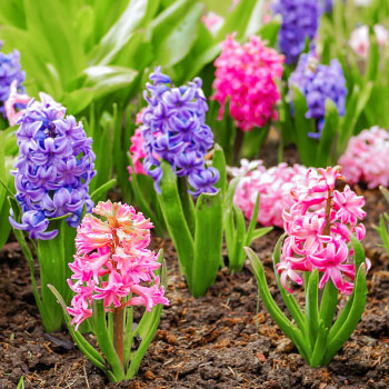 Augalų pirkimas namuose su pristatymu paštu arba per kurjerį ...