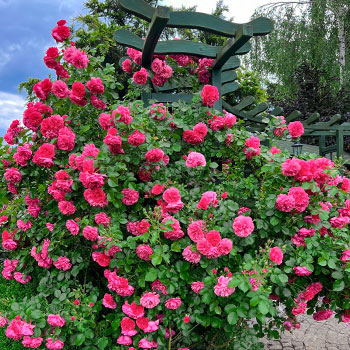 Augalų pirkimas namuose su pristatymu paštu arba per kurjerį ...