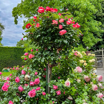 Augalų pirkimas namuose su pristatymu paštu arba per kurjerį ...
