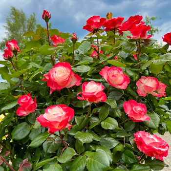 Augalų pirkimas namuose su pristatymu paštu arba per kurjerį ...